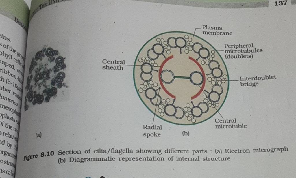A Figure 810 Section Of Ciliaflagella Showing Different Parts A E 9016