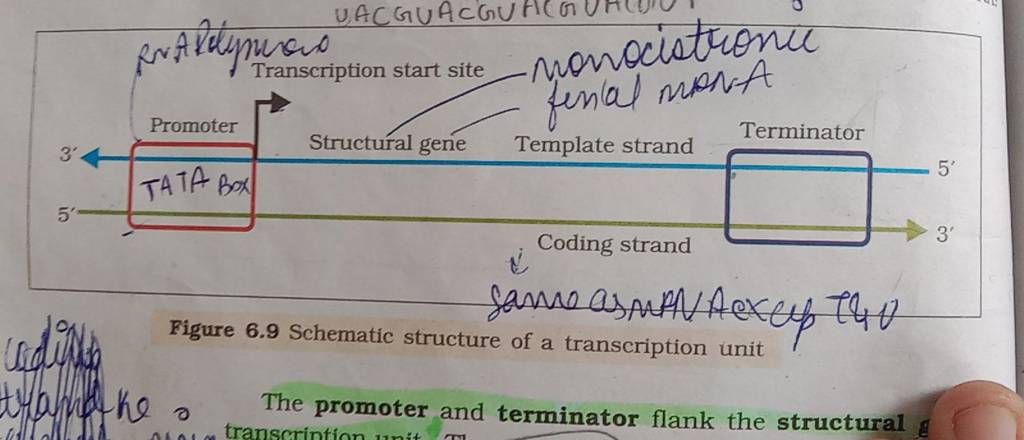 RNAtellumeis Figure 6.9 Schematic structure of a transcription unit The p..