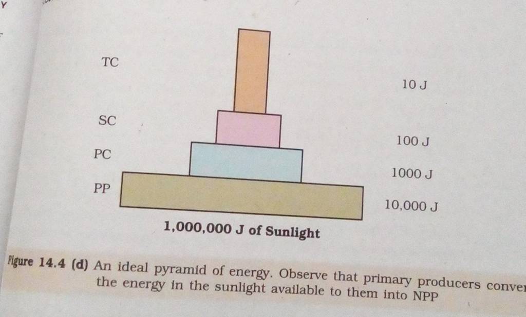 Higure 14.4 (d) An ideal pyramid of energy. Observe that primary producer..