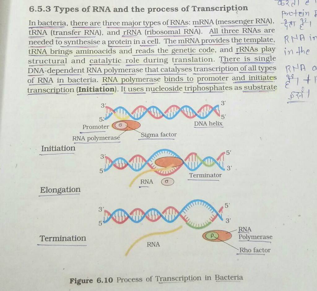6.5.3 Types of RNA and the process of Transcription In bacteria, there ar..