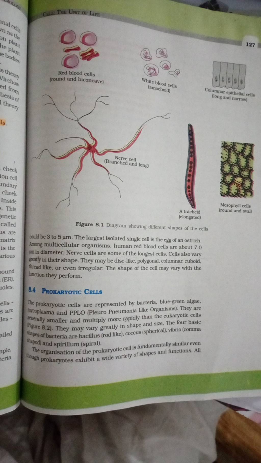 127 Figure 8.1 Diagram showing different shapes of the cells could be 3 t..