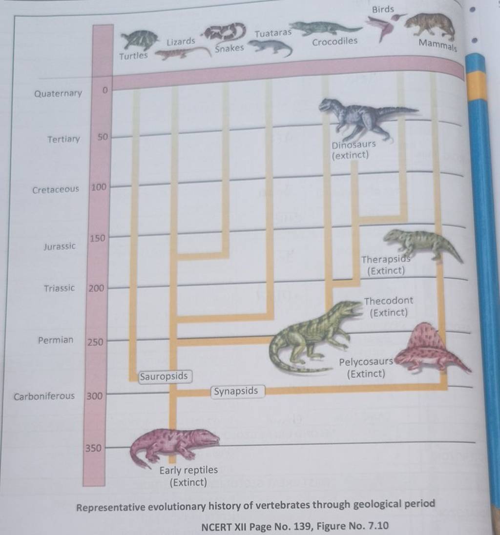 Representative evolutionary history of vertebrates through geological per..