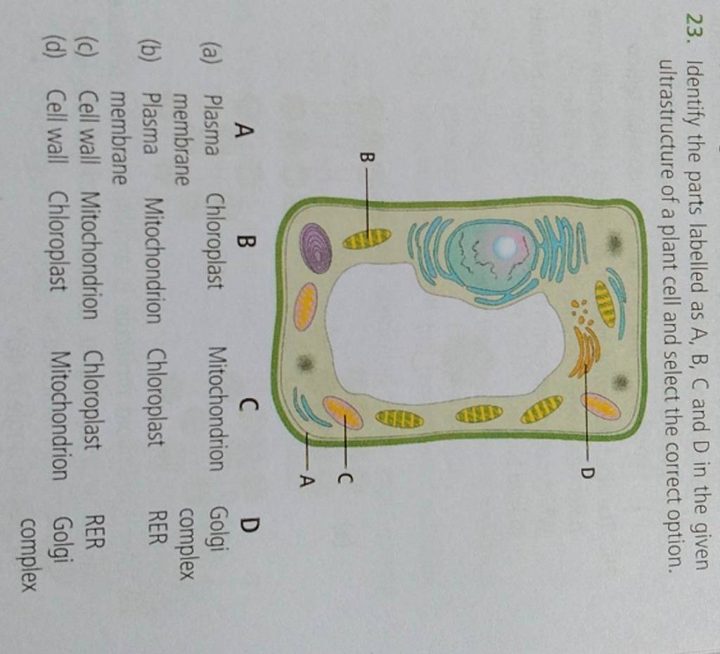 23. Identify the parts labelled as A,B,C and D in the given ultrastructur..