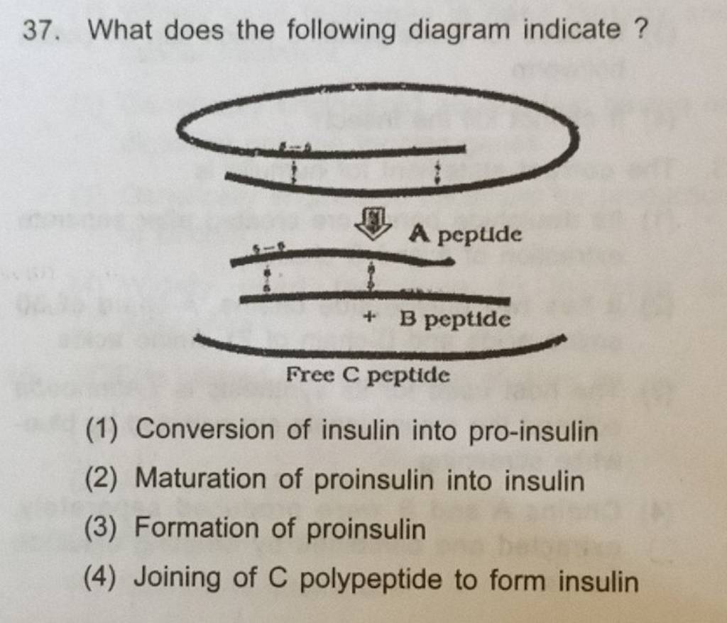 What does the following diagram indicate? | Filo