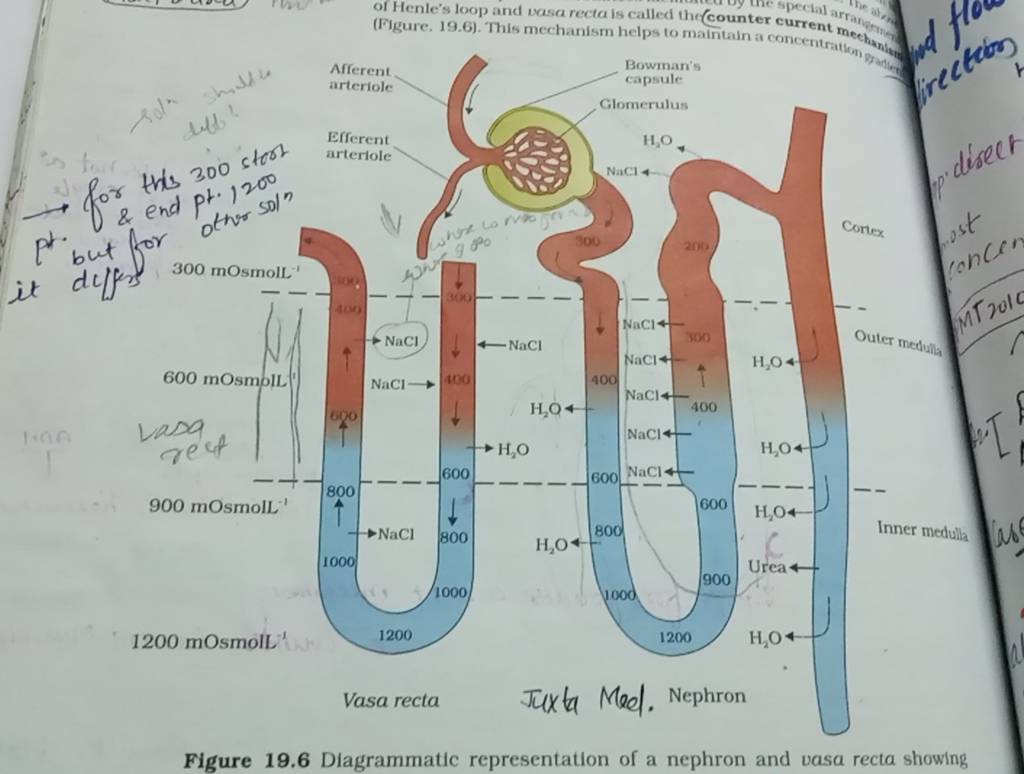 Contex Outer medulla Vasa recta π(x a Med. Nephron Figure 19.6 Diagrammat..