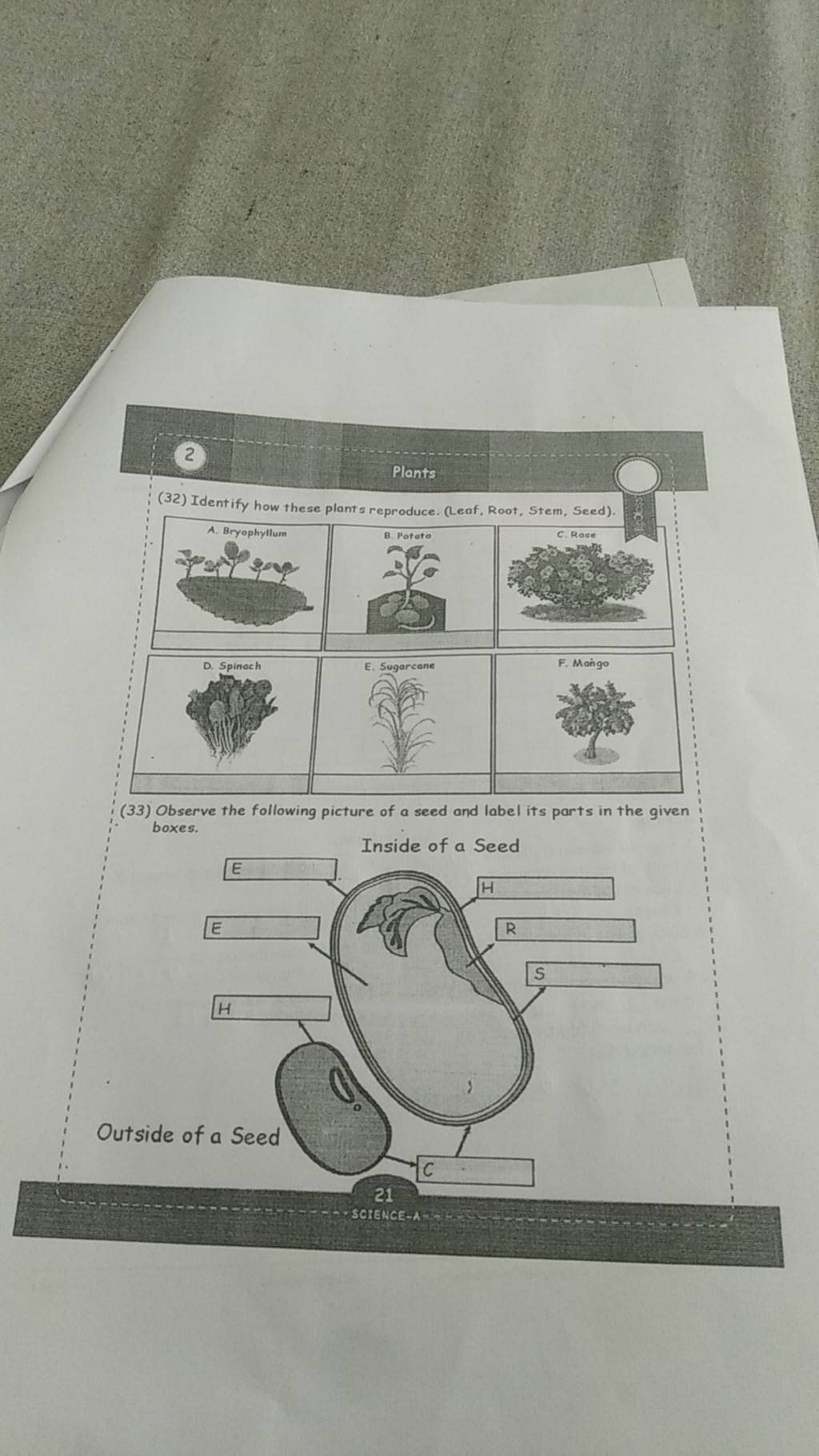 (33) Observe the following picture of a seed and label its parts in the g..