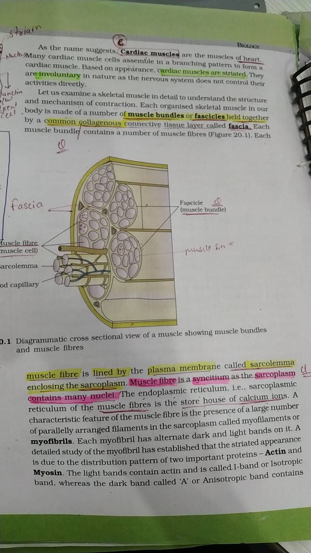 Cardiac Muscle Bundle