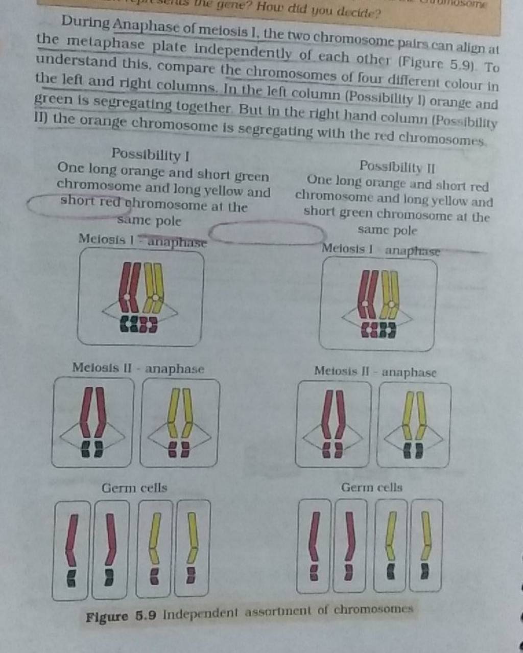 During Anaphase of meiosis l, the two chromosome pairs can align at the m..