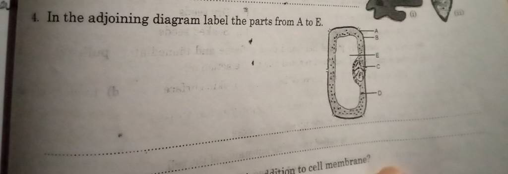 4. In the adjoining diagram label the parts from A to E. | Filo