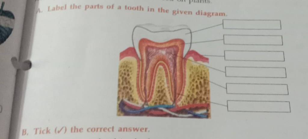 4. Label the parts of a tooth in the given diagram. B. Tick (®) the corre..