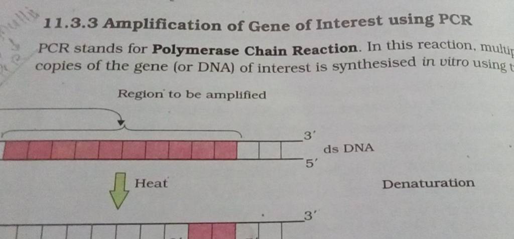 1.3.3 Amplification of Gene of Interest using PCR PCR stands for Polymera..