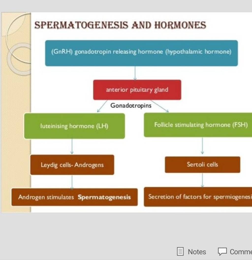 SPERMATOGENESIS AND HORMONES (GnRH) gonadotropin releasing hormone (hypot..