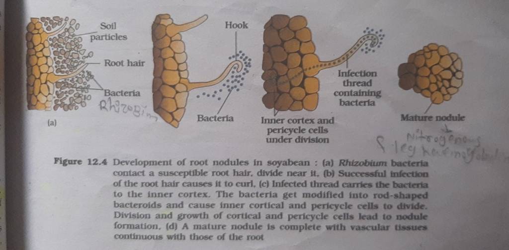 Soil particles Root hair (a) Inner cortex and pericycle cells under divis..