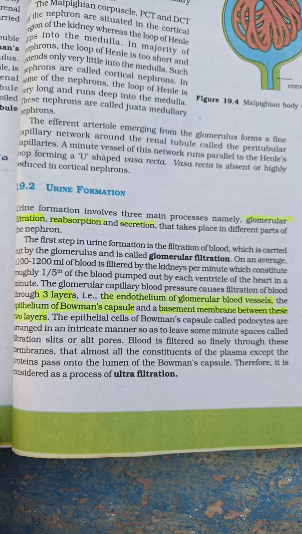 The Malpighian corpuscle, PCT and DCT of the nephron are situated in the