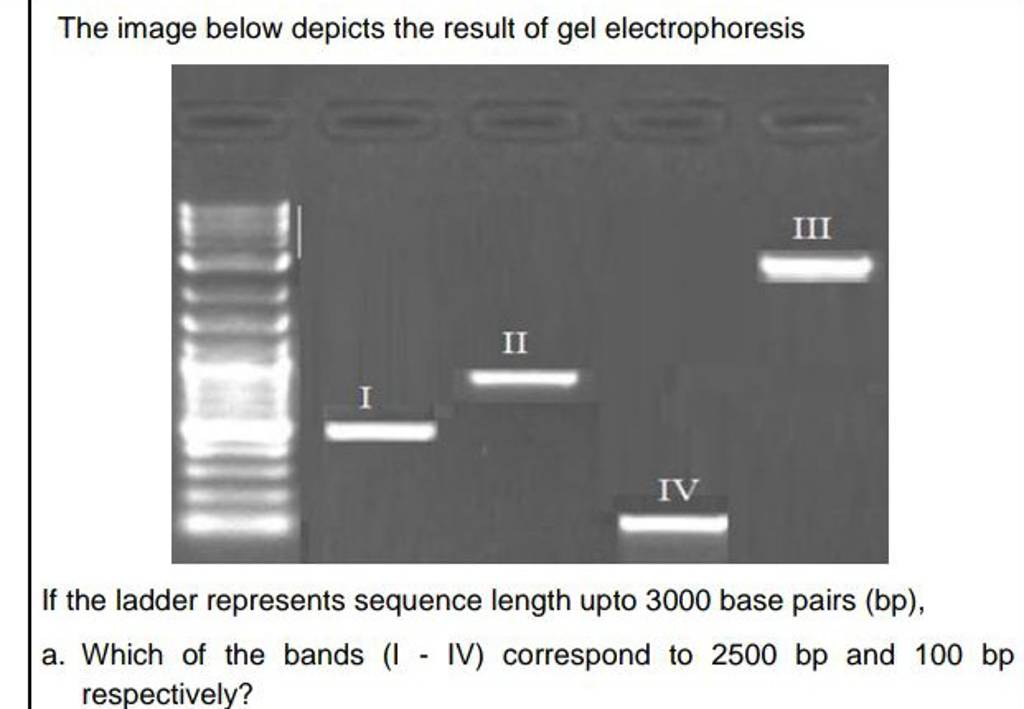 The image below depicts the result of gel electrophoresis If the ladder r..