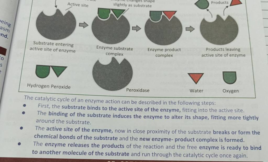 The catalytic cycle of an enzyme action can be described in the following..