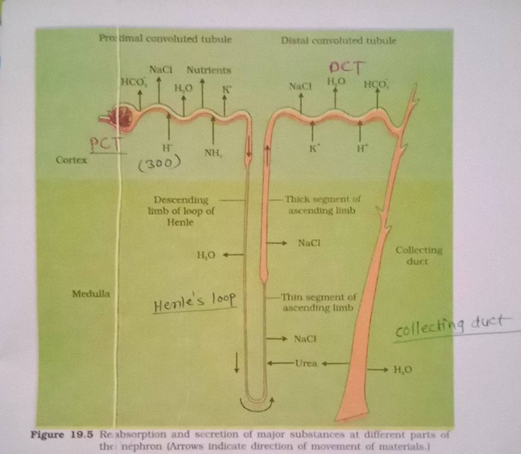 Figure 19.5 Reabsorption and sccretion of major substances at different p..