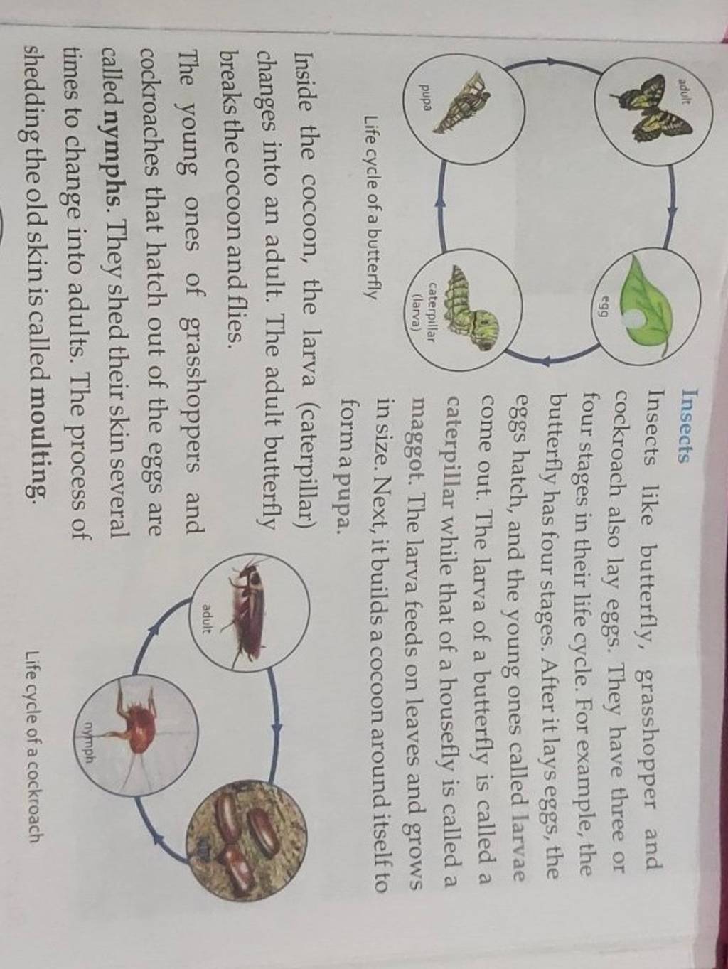 Inside the cocoon, the larva (caterpillar) changes into an adult. The adu..