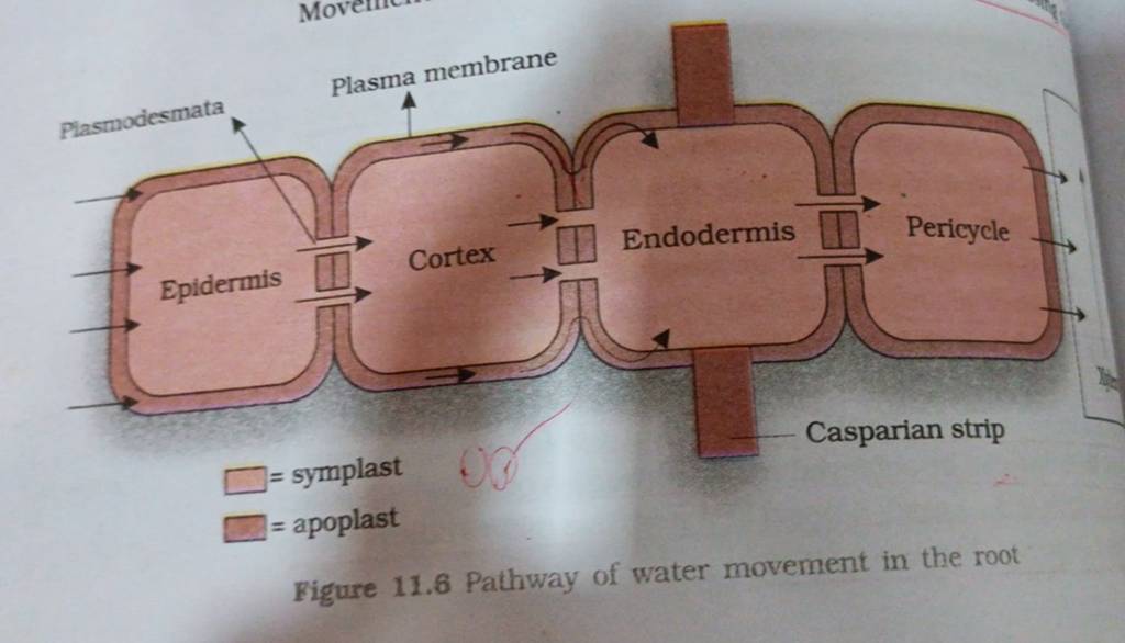 Plasmodesmata Plasma membrane Figure 11.6 Pathway of water movement in th..