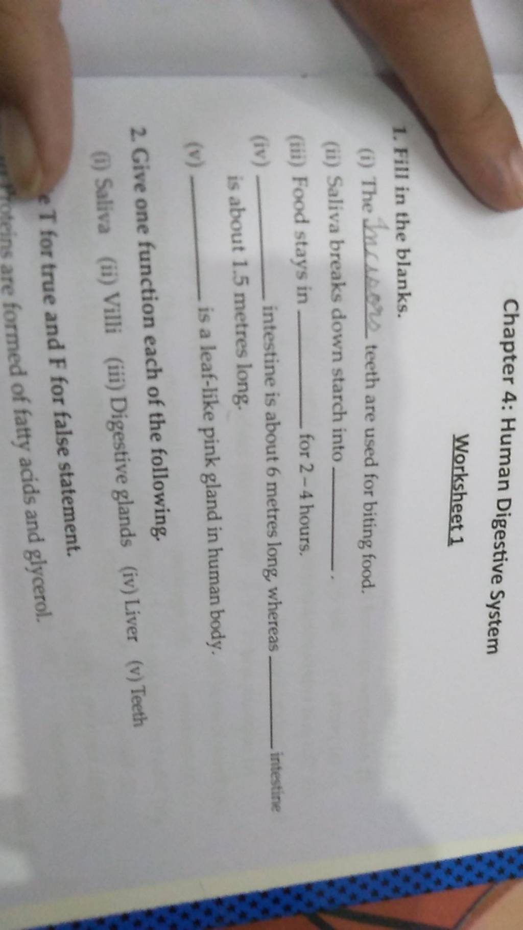 Chapter 4: Human Digestive System Worksheet 1 1. Fill in the blanks...