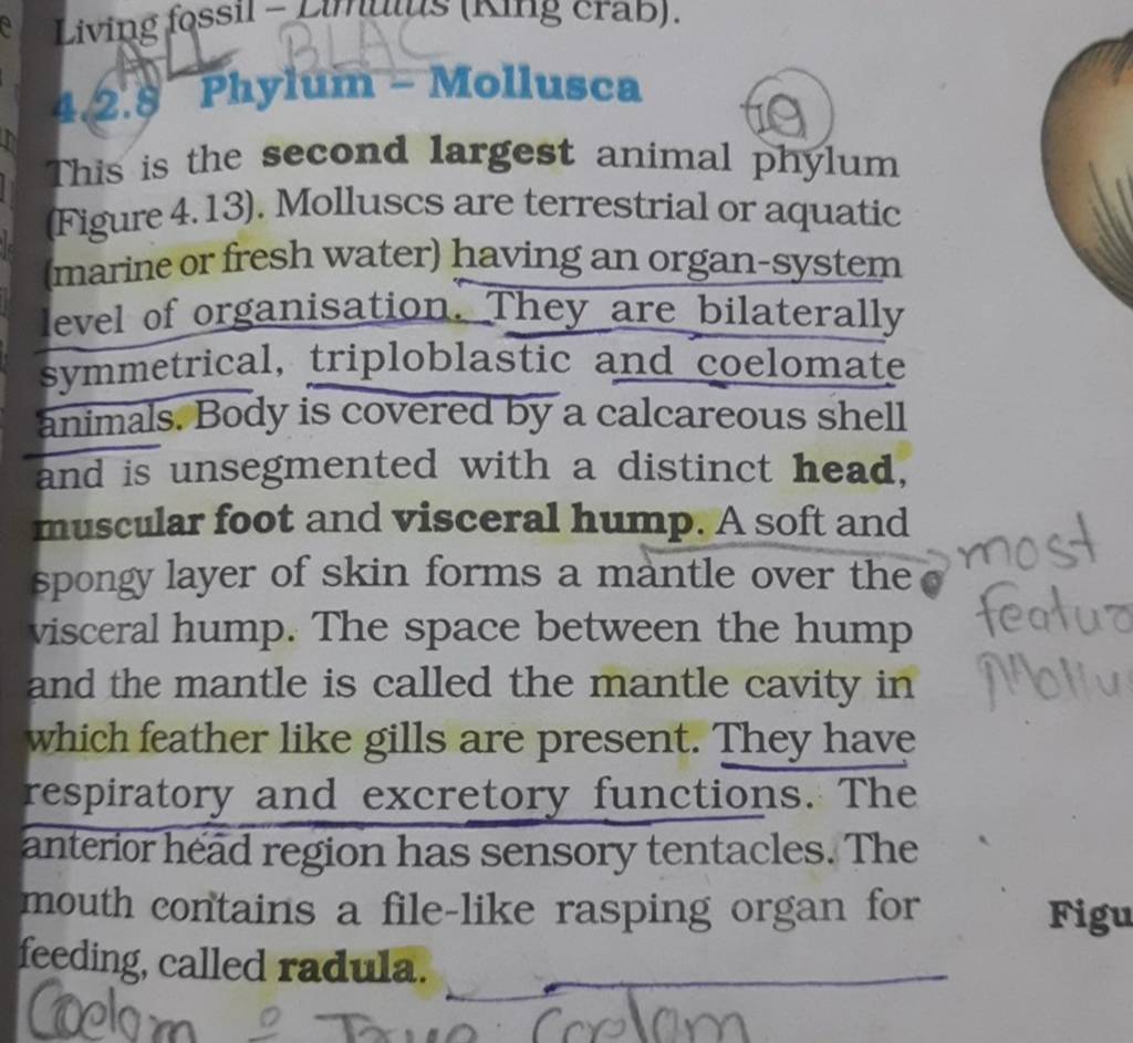 Phylum - Mollusca this is the second largest animal phylum (Figure 4.13)...