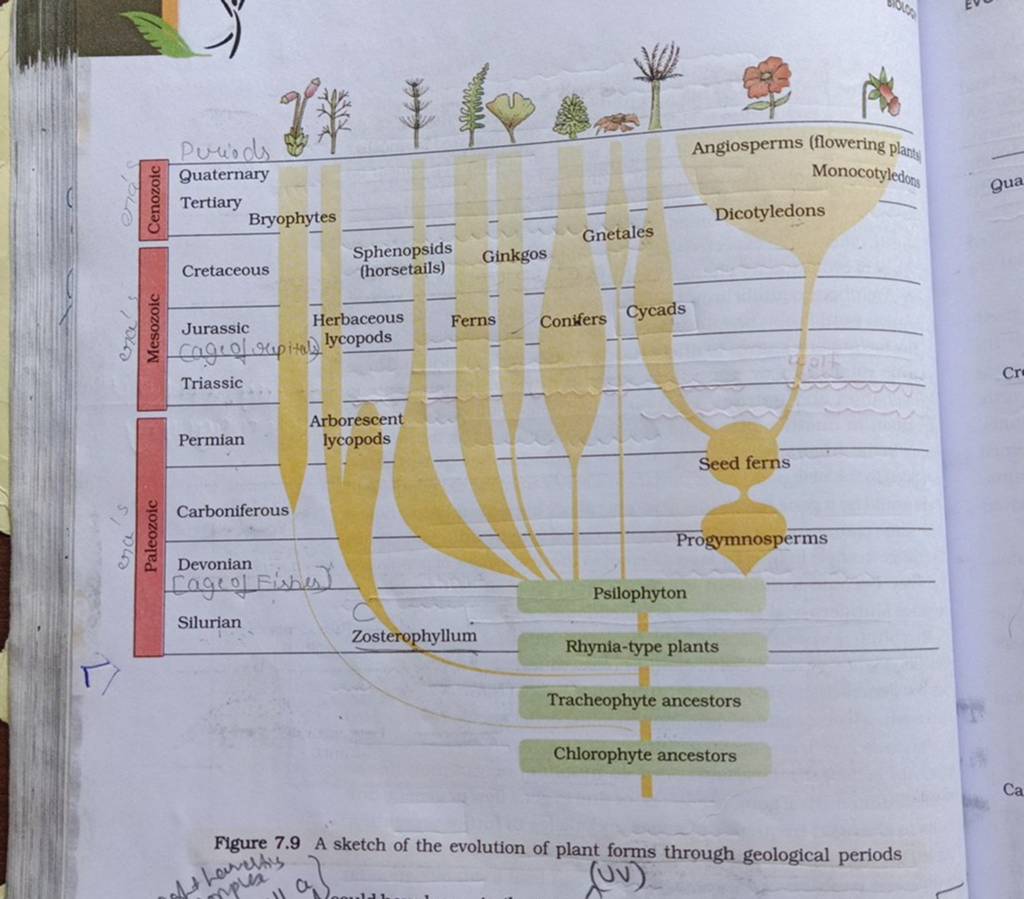 Tracheophyte ancestors Chlorophyte ancestors Figure 7.9 A sketch of the e..