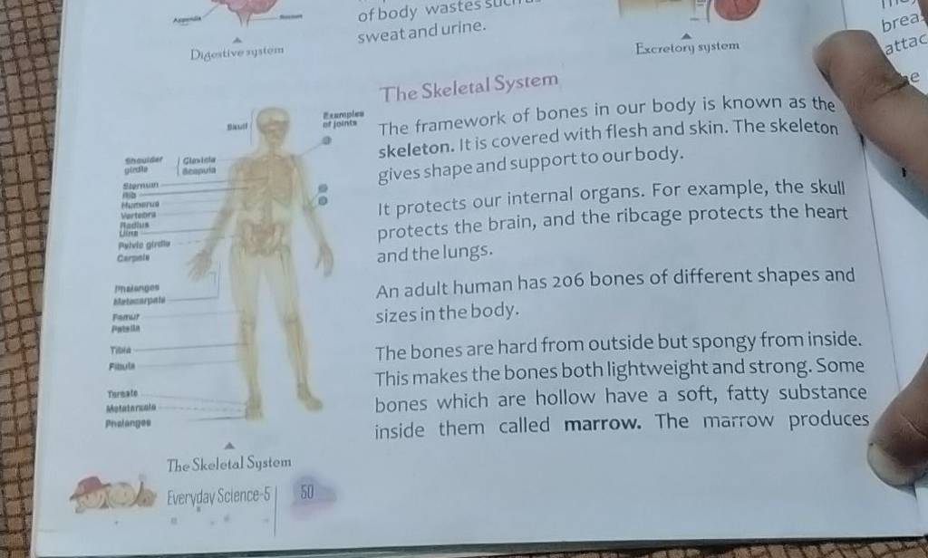 The Skeletal System Excretory system It protects our internal organs. For..