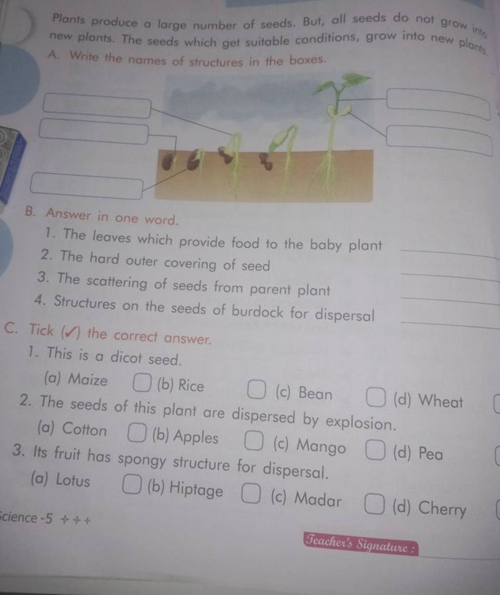 The seeds of this plant are dispersed by explosion. | Filo