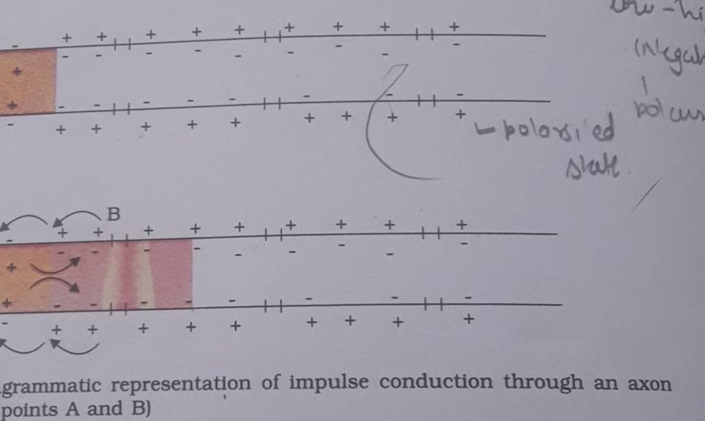 grammatic representation of impulse conduction through an axon points A a..