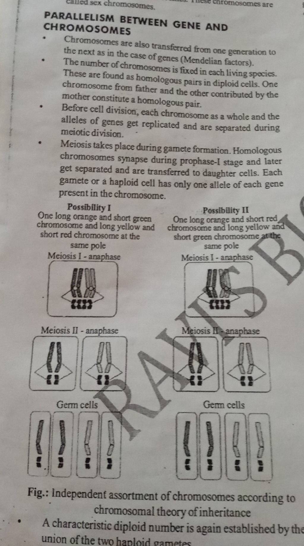 PARALLELISM BETWEEN GENE AND CHROMOSOMES - Chromosomes are also transferr..