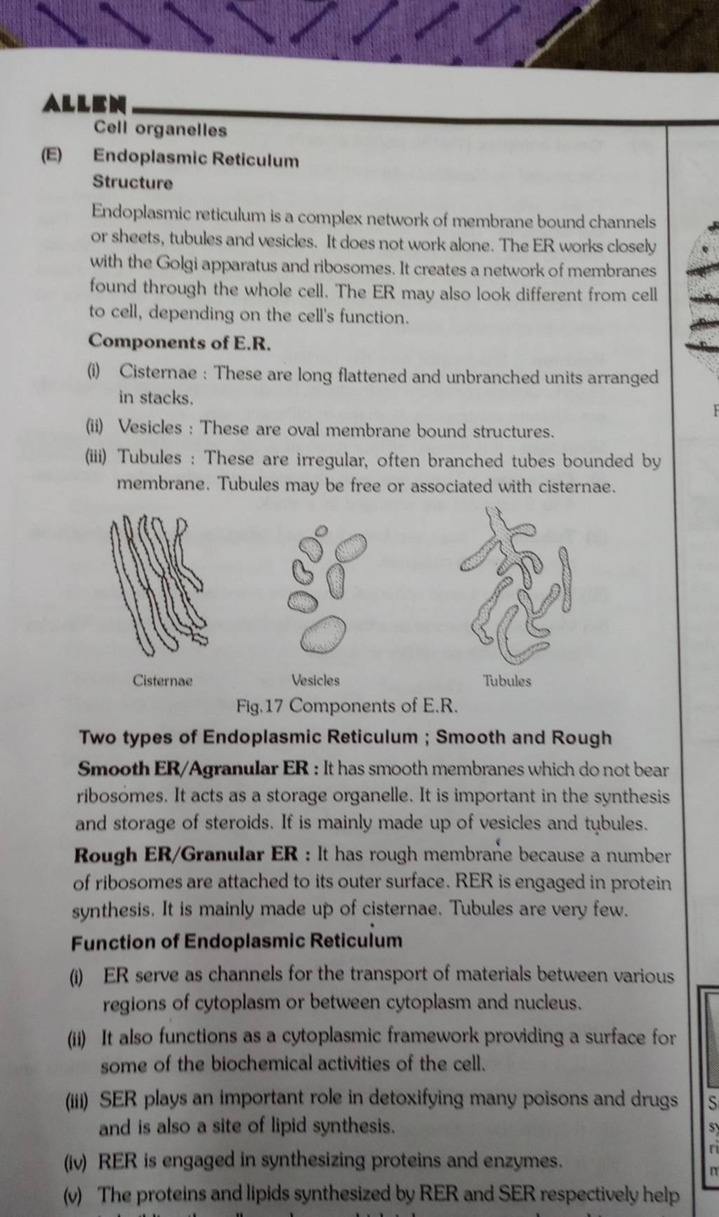 Two types of Endoplasmic Reticulum ; Smooth and Rough Smooth ER/Agranular..