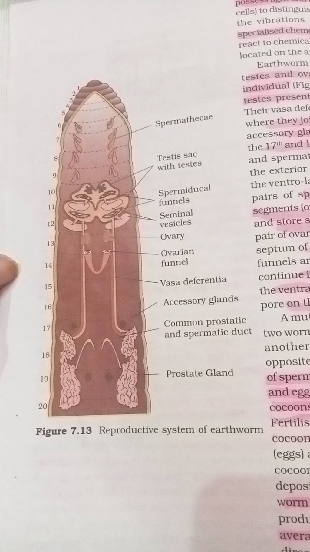 Figure 7.13 Reproductive system of earthworm | Filo