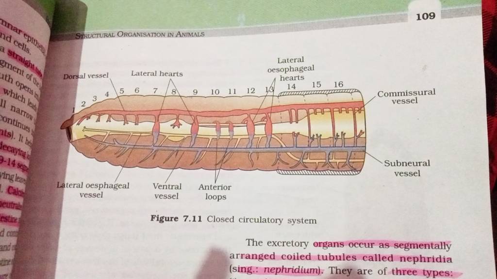 STRUCTURAL ORGANISATION IN ANIMALS The excretory organs occur as segmenta..