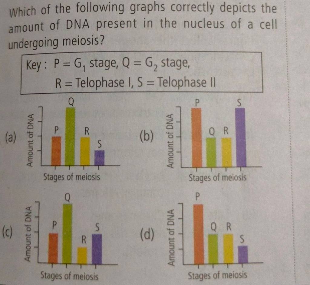 Which of the following graphs correctly depicts the amount of DNA present..