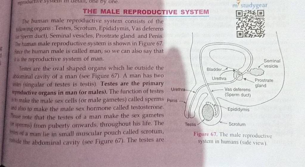The Male Reproduct The Human Male Reproductive System Consists Of The Whi