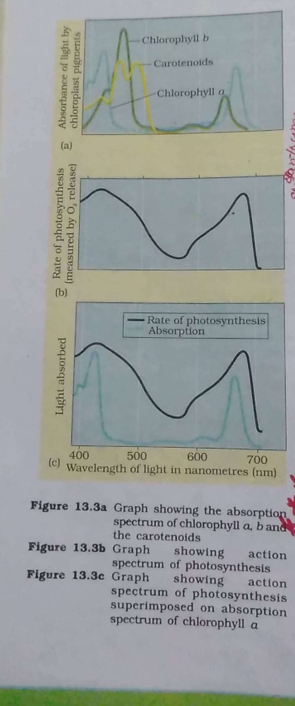 (b) Figure 13.3 a Graph showing the absorption spectrum of chlorophyll a,..