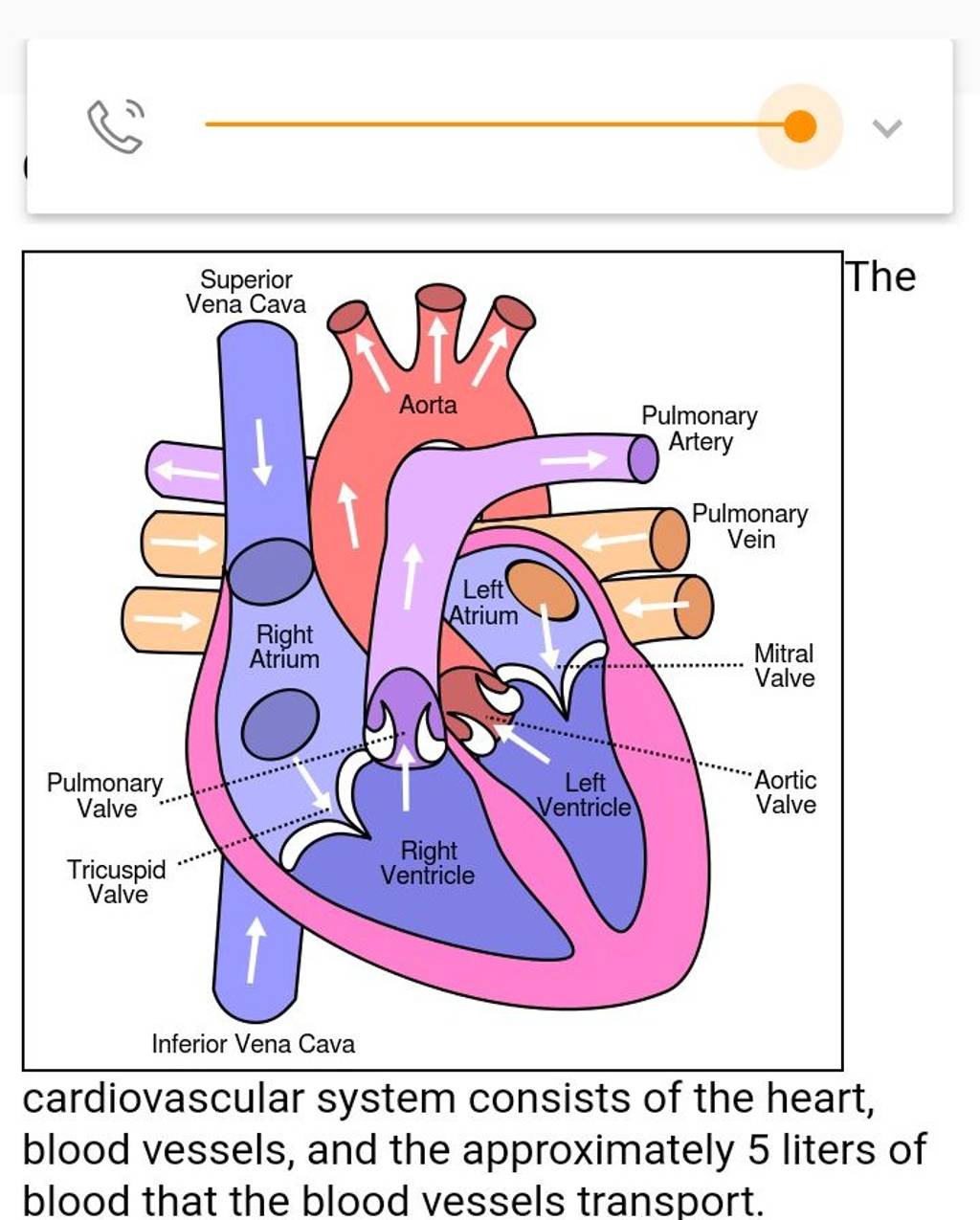 0 cardiovascular system consists of the heart, blood vessels, and the app..