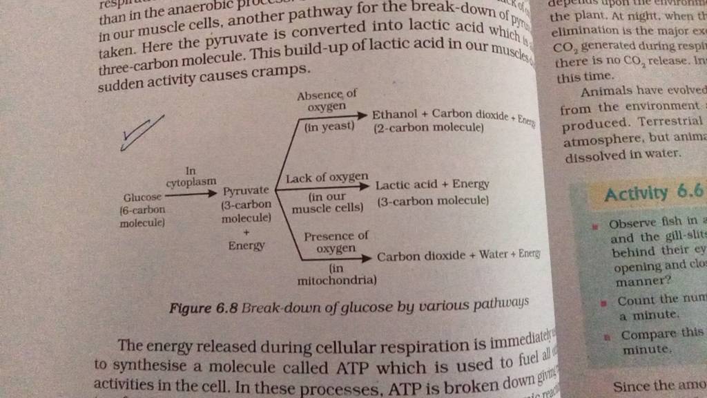 Than In The Anaerobic Pruther Pathway For The Break down Of Py The Plant than-in-the-anaerobic-pruther-pathway-for-the-break-down-of-py-the-plant