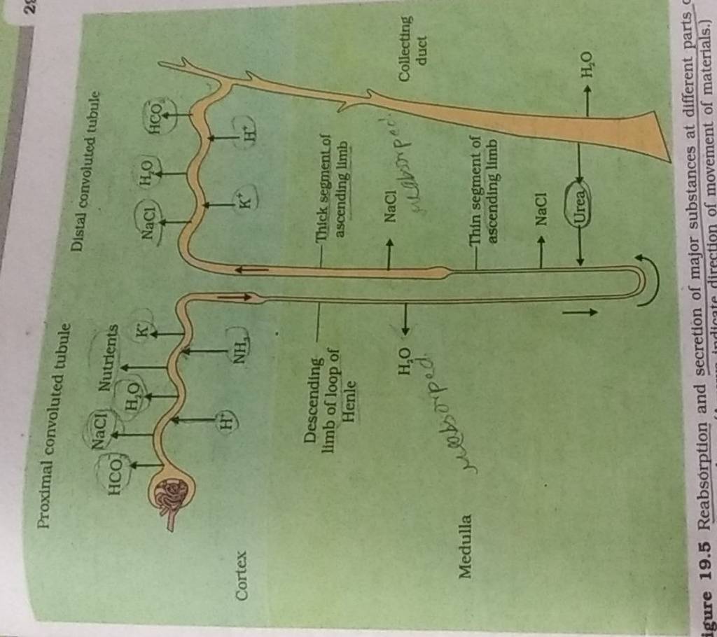 Proximal convoluted tubule Distal convoluted tubule HCO−NaCl Nutrients ig..