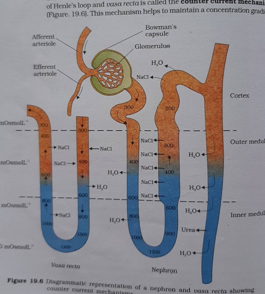 of Henle's loop and vasa recta is called the counter current mechani (Fig..