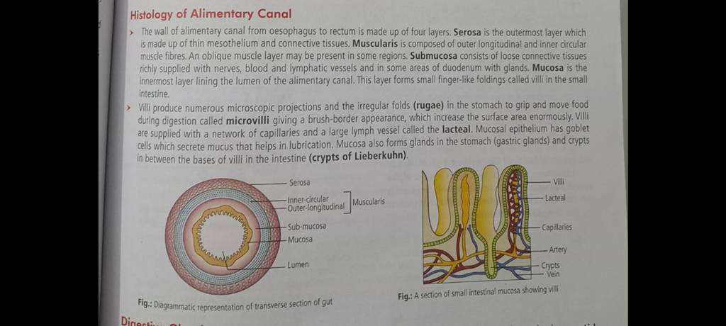 Histology of Alimentary Canal - The wall of alimentary canal from oesopha..