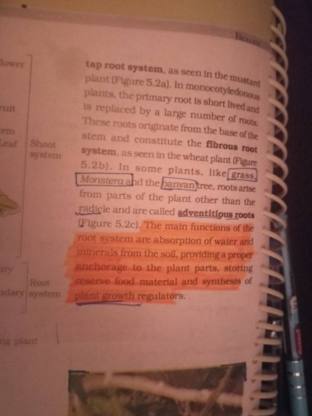 tap root system, as seen in the mustard plant (Figure 5.2a). In monocotyl..