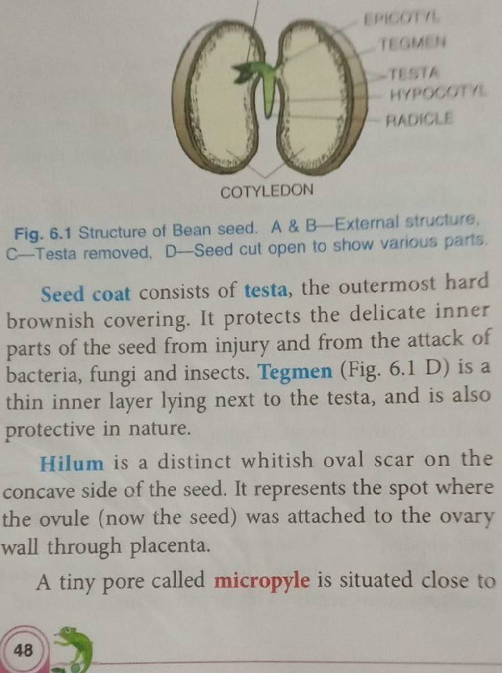 Fig. 6.1 Structure of Bean seed. A \& B External structure, C-Testa remov..