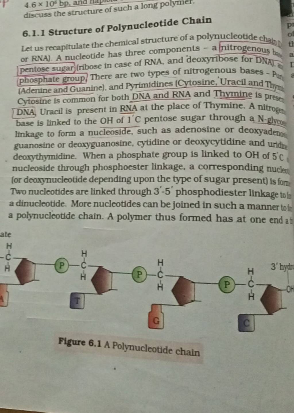 Let us recapitulate the chemical structure of a polynucleotide chaine pen..