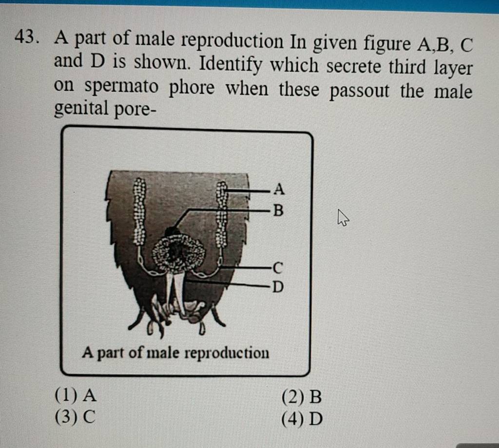 A part of male reproduction In given figure A,B,C and D is shown. Identif..