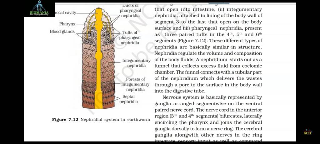ganglia dorsally to form a nerve ring. The cerebral ganglia alongwith oth..