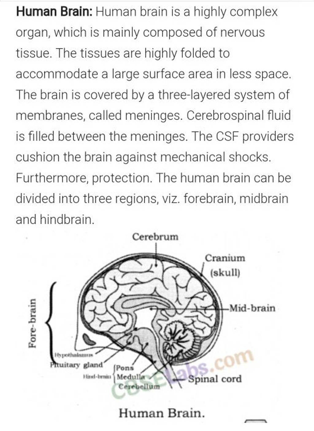 Human Brain: Human brain is a highly complex organ, which is mainly compo..
