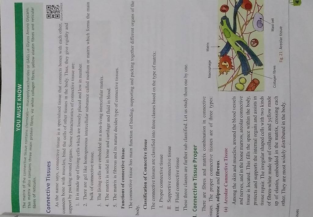 Functions Of Connective Tissue The Connective Tissue Has Main Function Of