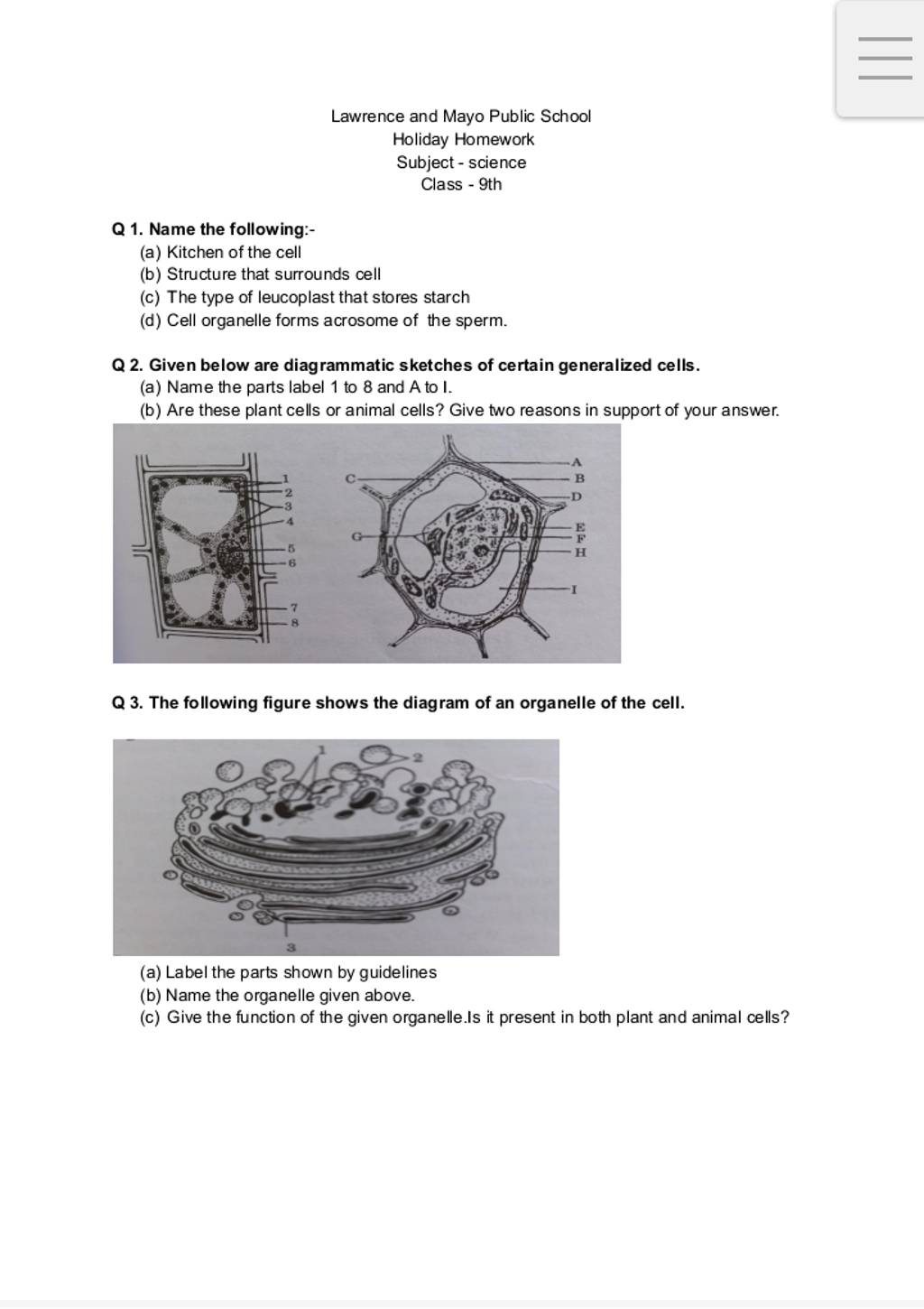Leucoplast Diagram