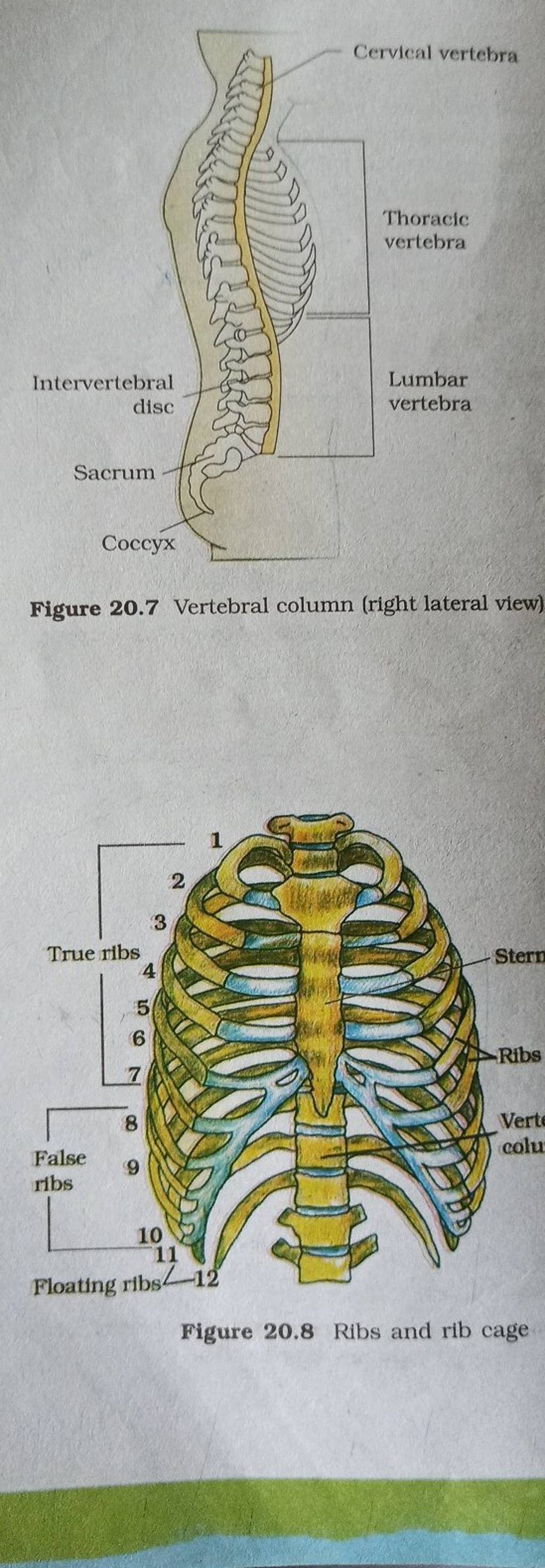 Figure 20.7 Vertebral column (right lateral view) Figure 20.8 Ribs and ri..